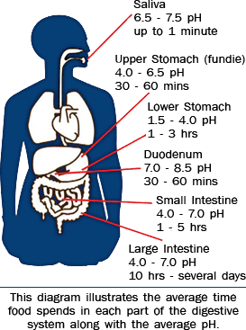 Lewy Land: Health Revolution - Part 1 - Diving into Intolerances