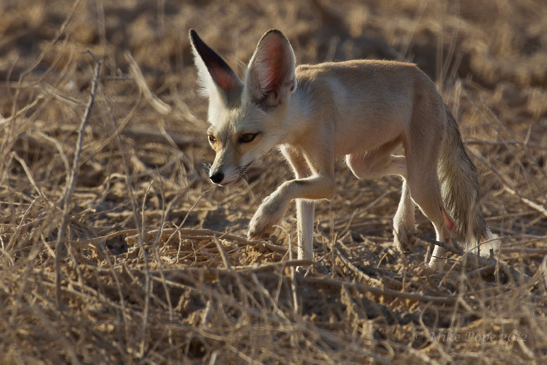 Kuwait Birding: Eid and back to JPR