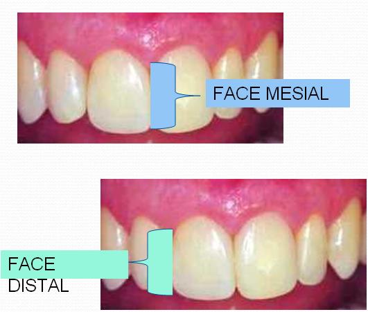Anatomia Cabeça e Pescoço-ACPUPE: Generalidade sobre Dentes