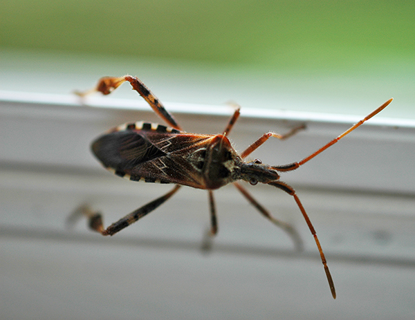 Knatolee's World: Bugged out