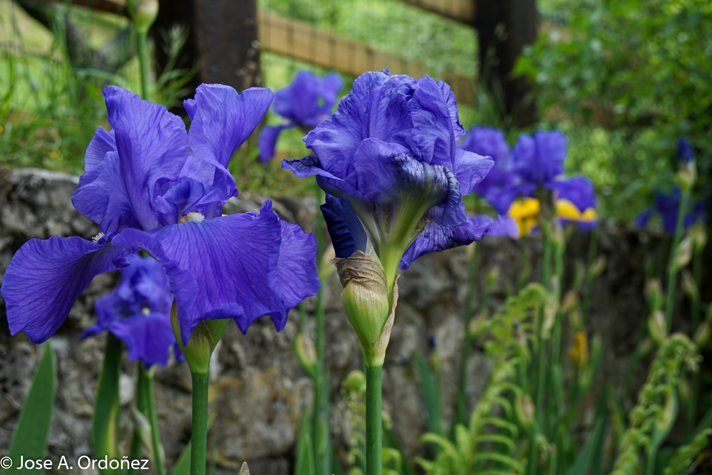 El Jardín de la Barrosa: La Barrosa en Mayo