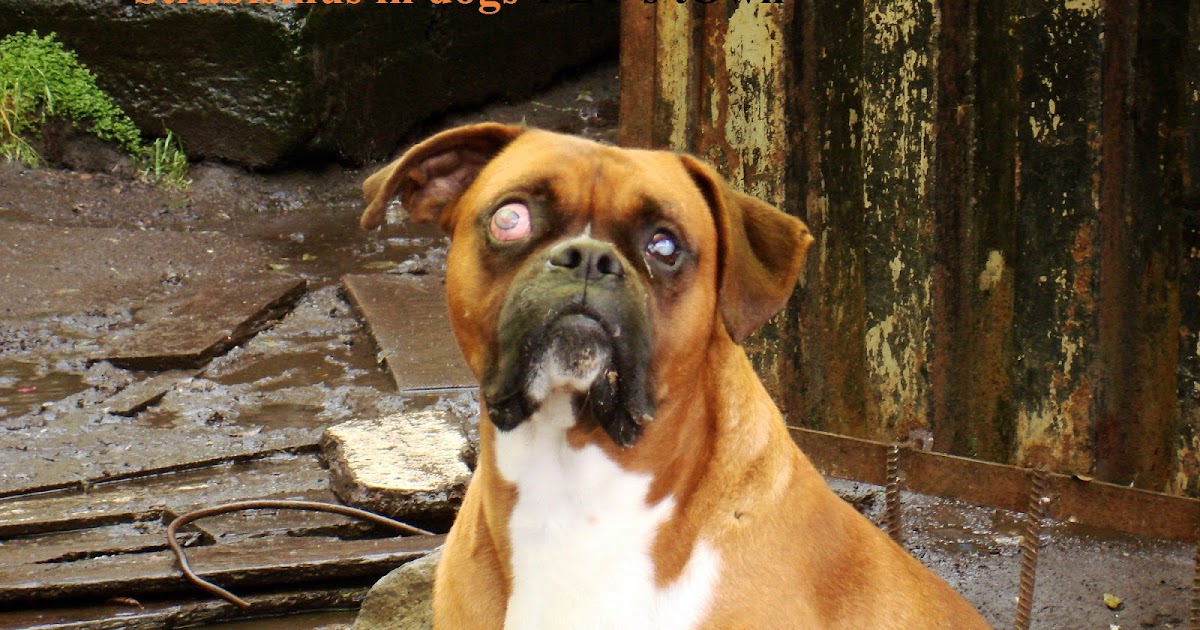 Strabismus in dogs-PET's tOwn ~ Dog Health & Training Information