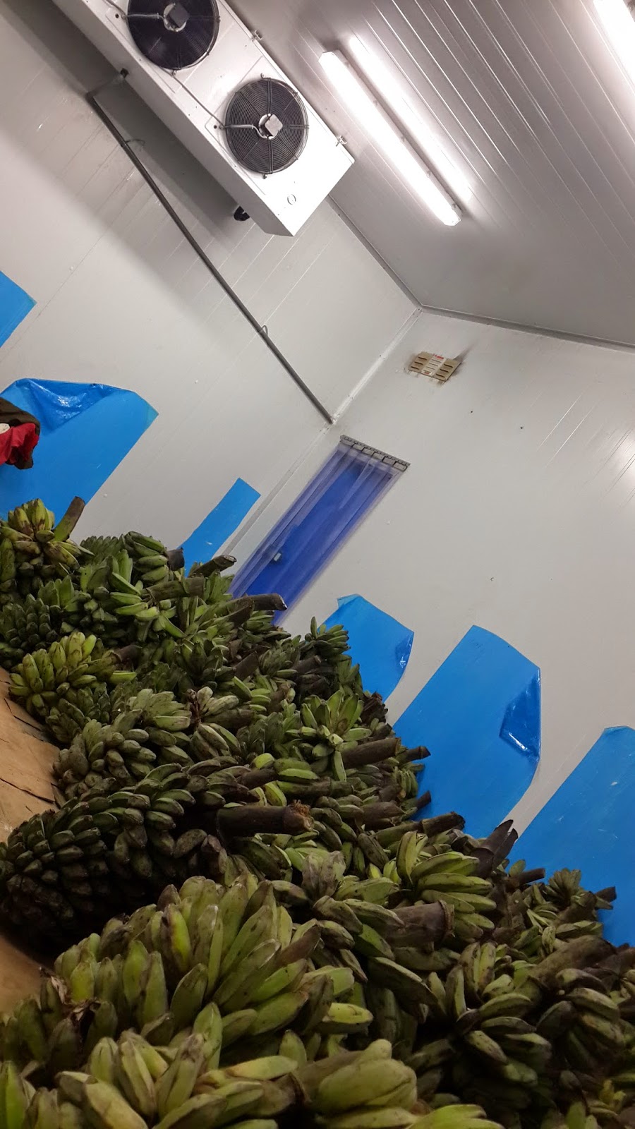 Pembekal Pisang Tempatan