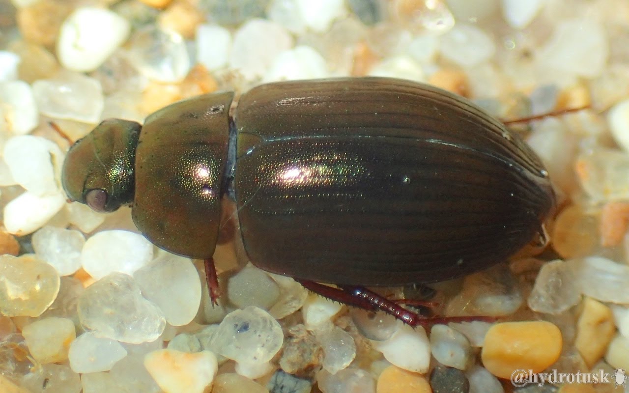 しみじみ牙蟲: スジヒメガムシ Hydrobius pauper Sharp, 1884