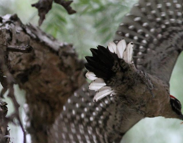 Jo's Morning Walk: Guajome Park "a Place of the Frogs"