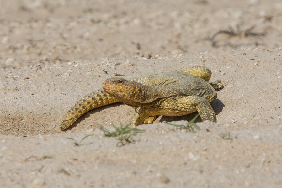 Birds of Saudi Arabia: Arabian Spiny-tailed Lizard – Dhahran Hills
