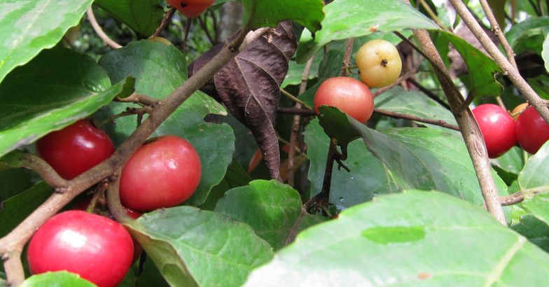 WINDOW OF KNOWLEDGE: LOLOLIKKA PLANT IN KURAKAR GARDENS