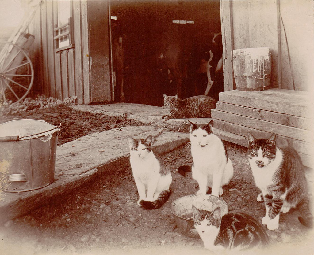 30 Lovely Vintage Snapshots of Cats from the 1920s ~ Vintage Everyday