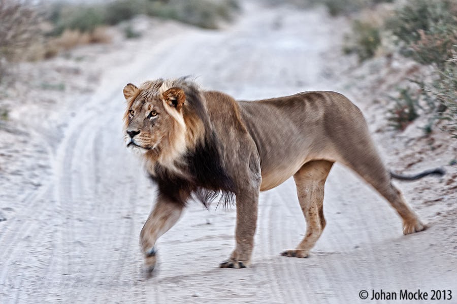 Johan Mocke Photography: "My Lion" for one hour in the Kgalagadi