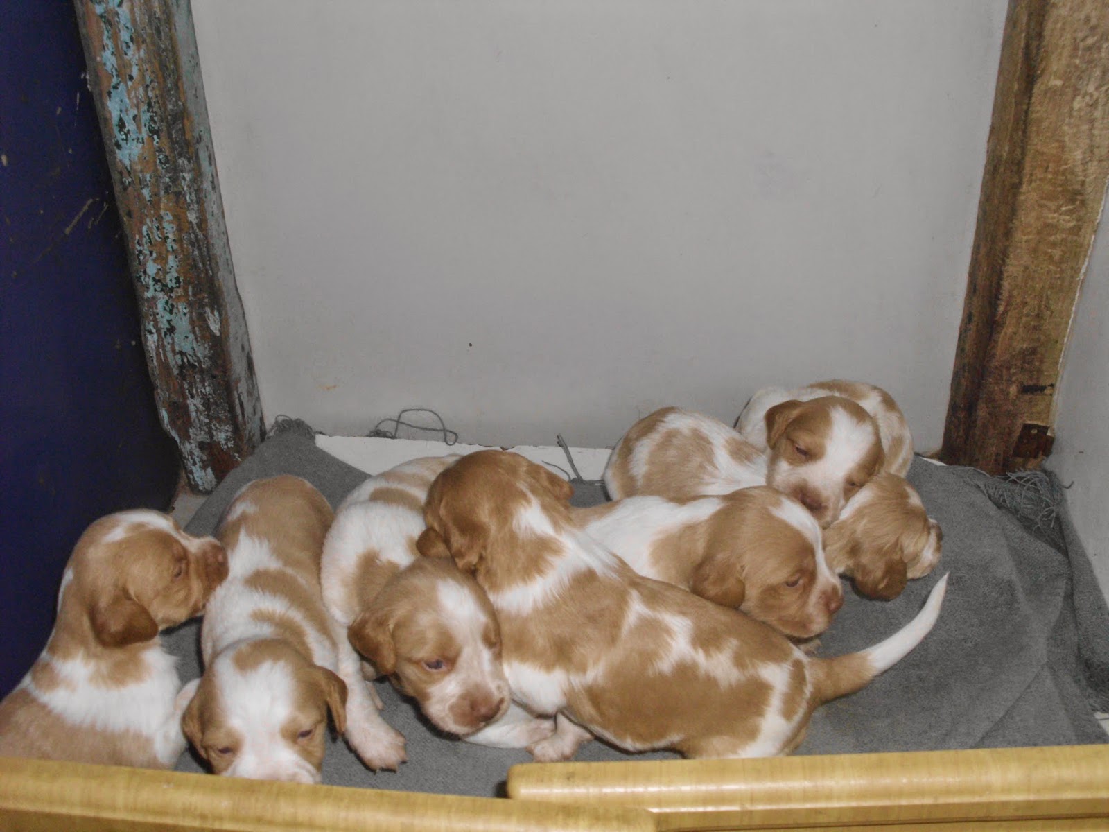 Son Perros Bretones Tiernos