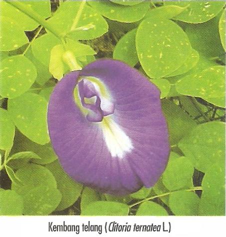 Tanaman Obat Keluarga "Back to Nature": KEMBANG TELANG