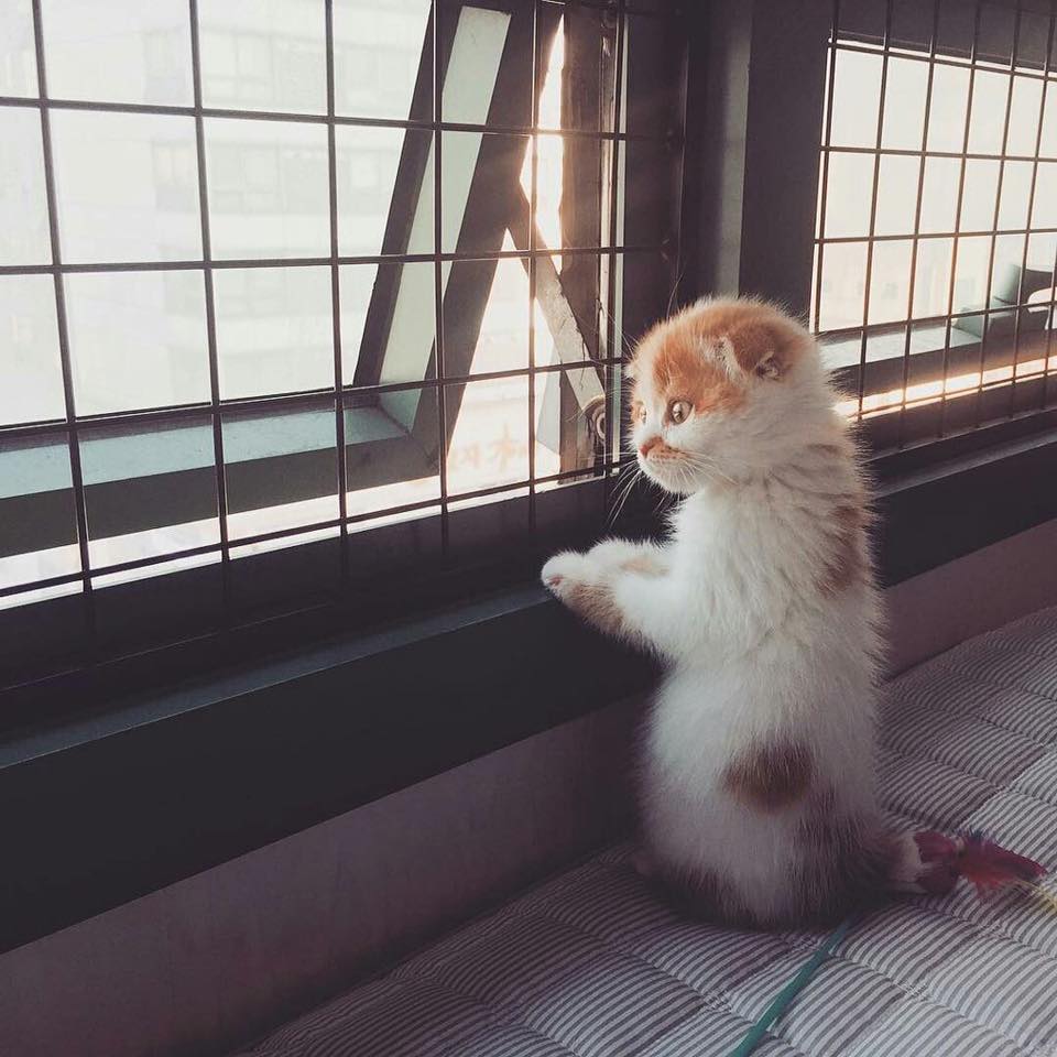 Si Tompok Yang Sedih Kena Tinggal .... - blog santai-santai jerr!