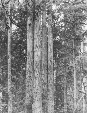 Wit's End: Where Have All the Forests Gone? Long Time Passing...Where ...