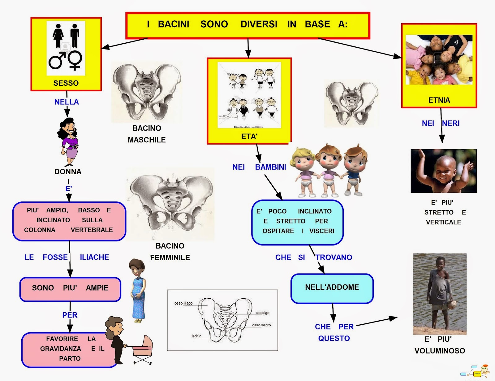 Mappa concettuale: Tipologie di bacino • Scuolissima.com