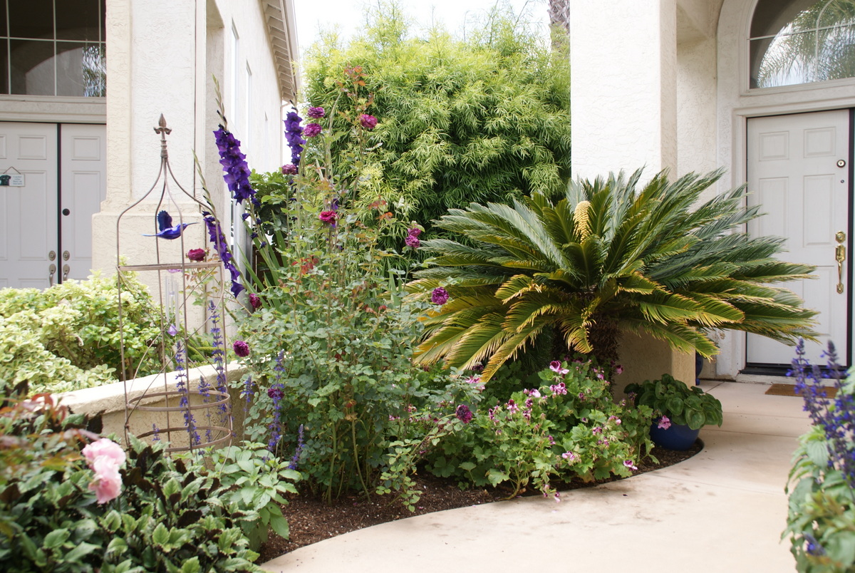 Organic Garden Dreams: May Roses