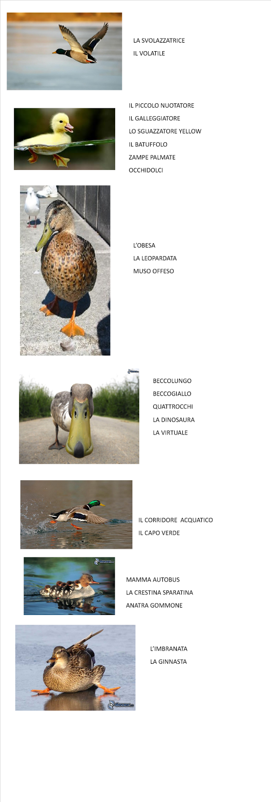 LA RANA E IL TOPINO: LO ZOOM DELLA LINGUA