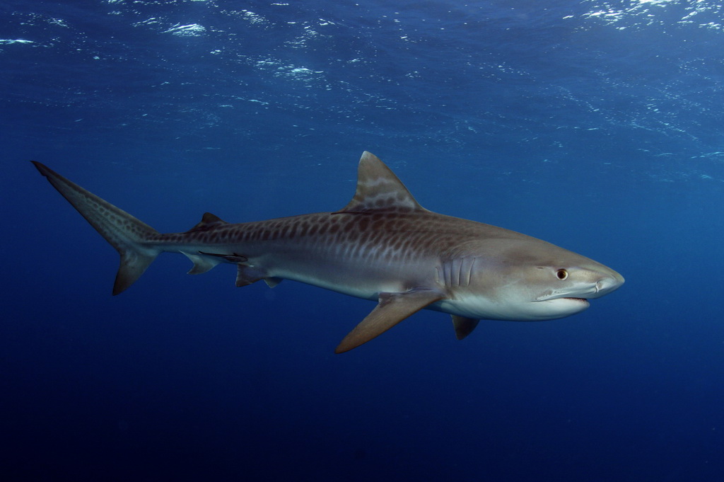 Alam Mengembang Jadi Guru: Natural Born Killer (Tiger Shark)
