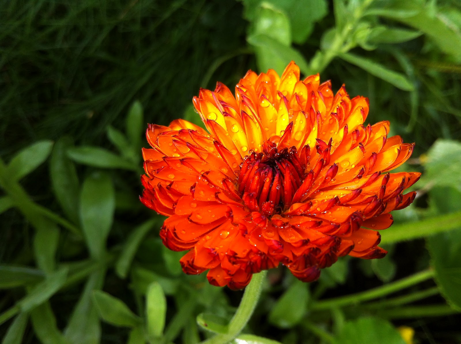 Country Thyme Farm: Edible Flowers: Adding beauty to your meals