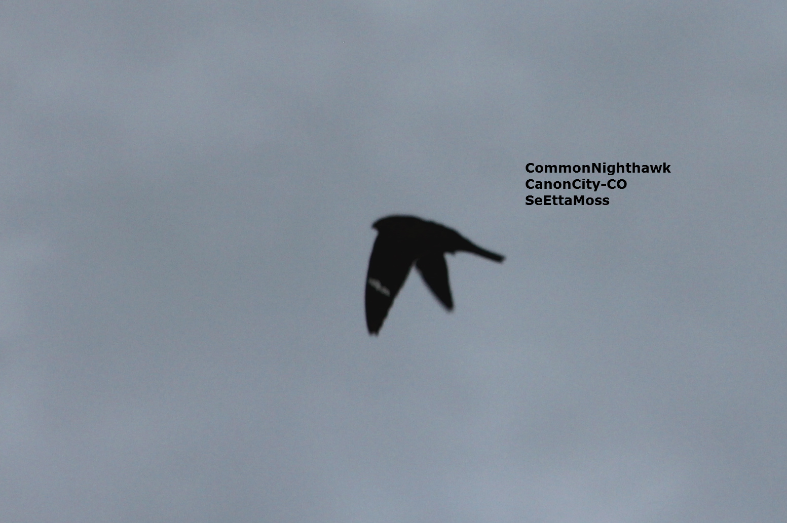 Common Nighthawks migrating through - Xploring The Nature