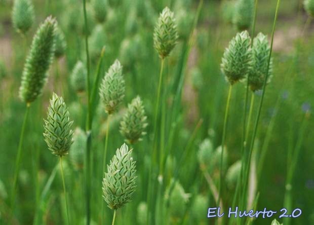 PLANTAS MEDICINALES: ALPISTE