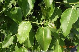 BIRTH STAR UTHRAM - UTTARA PHALGUNI