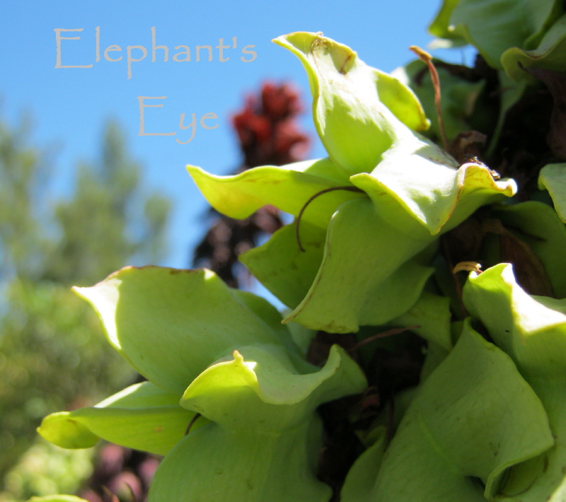Melianthus major - Honey Flower for the Birds!