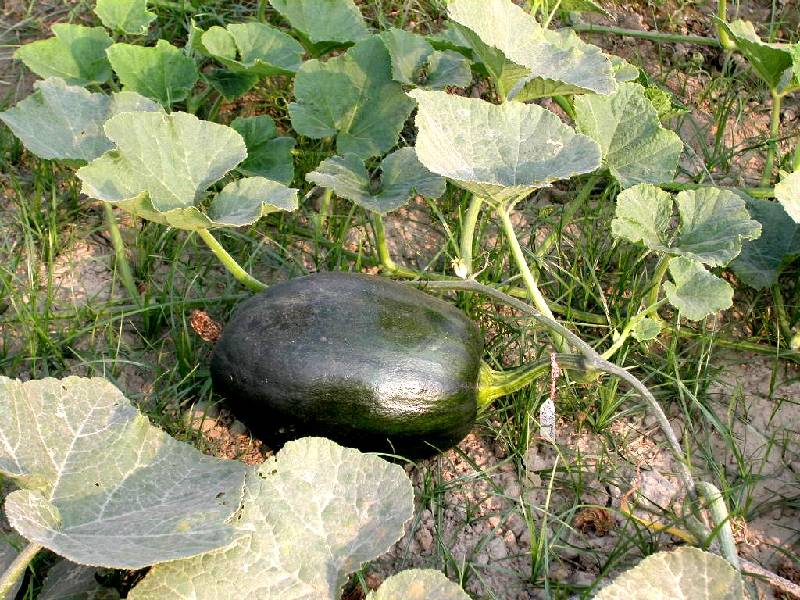 17+ Gambar Tanaman Labu Kuning Paling Dicari - Informasi Seputar ...