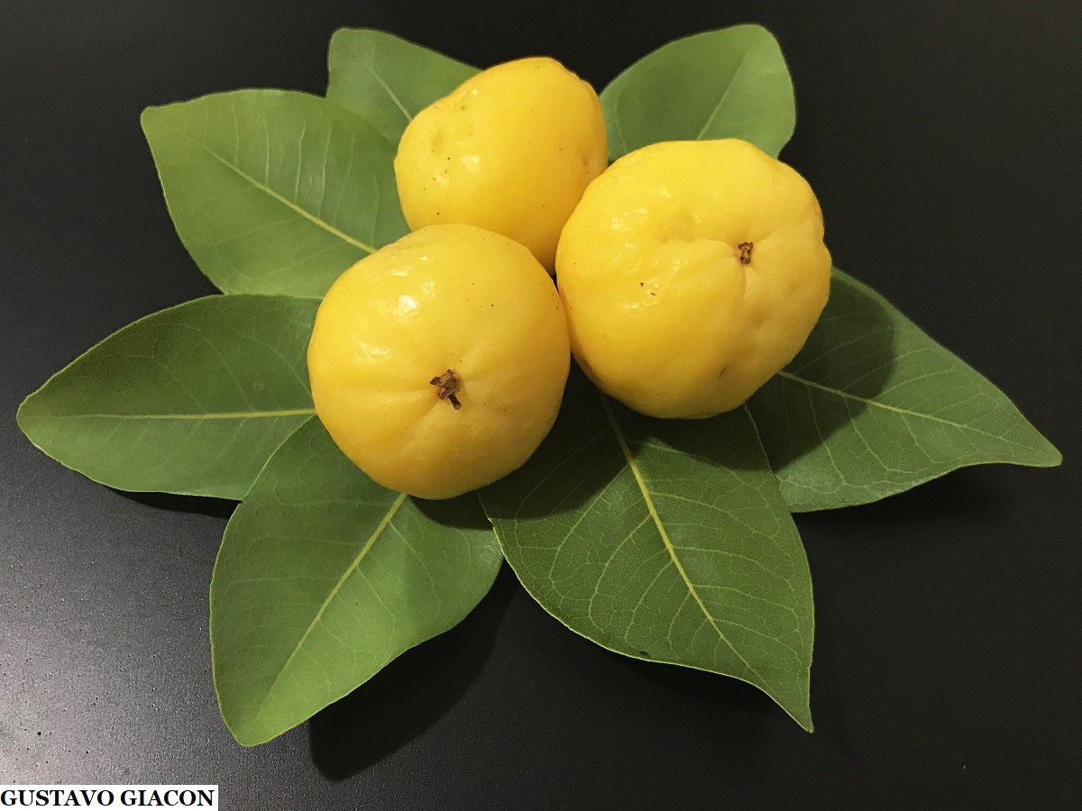 Viveiro Ciprest - Plantas Nativas e Exóticas: Cagaita ( Eugenia ...