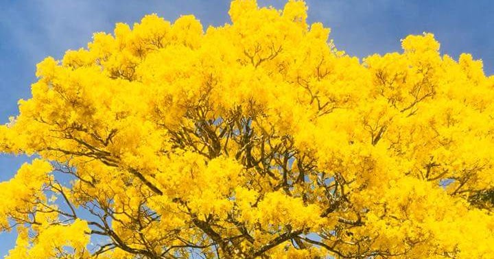 Beautiful Golden Tree in Bukidnon Amazes Netizens