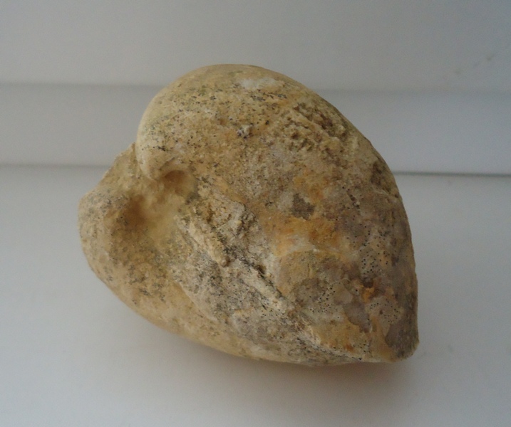 Fossils & Antiques: Fossil Sea Shell Mussel