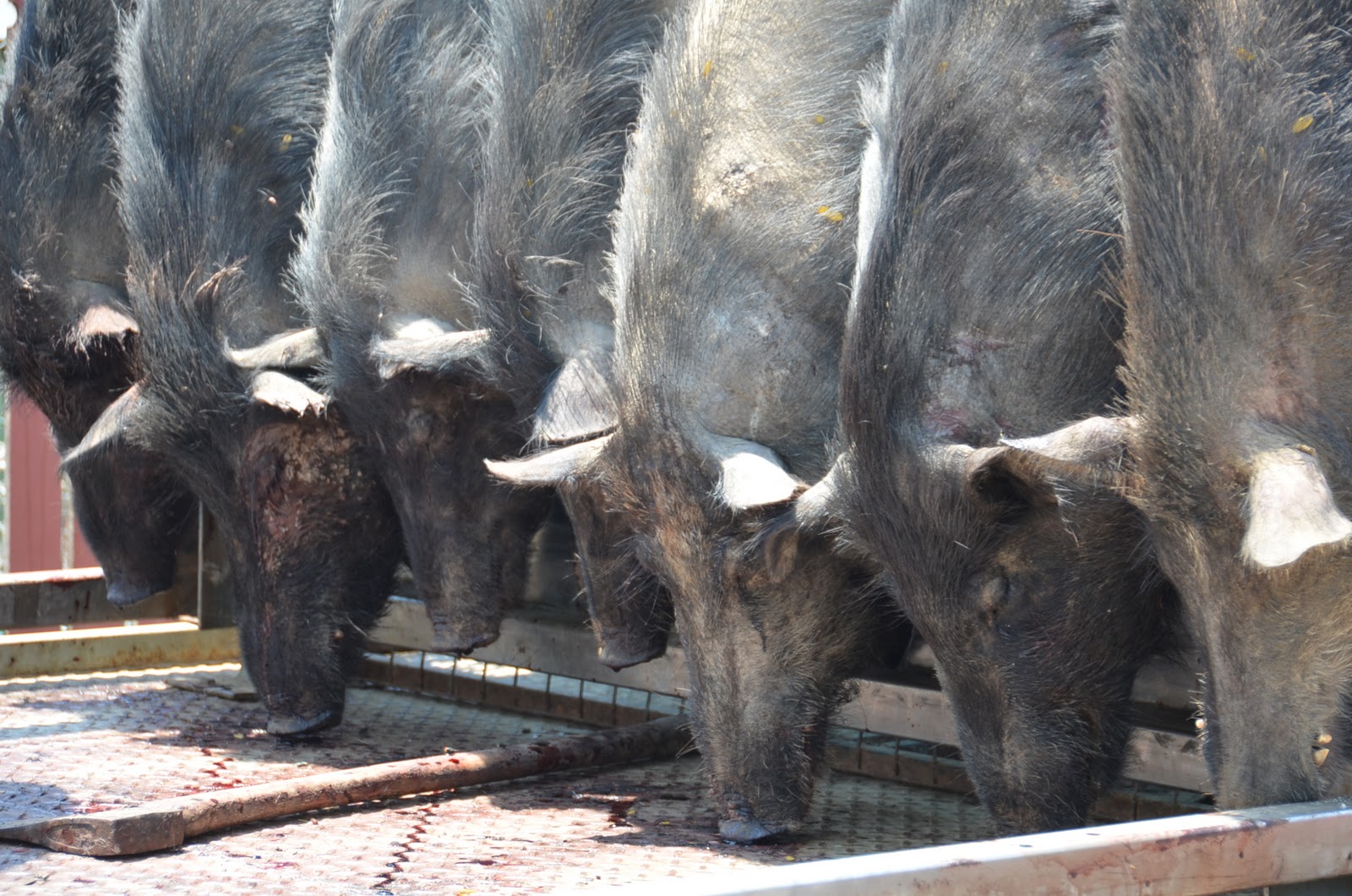 Cooktown and Cape York: Hog Hunting in Cooktown, FNQ