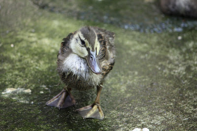 AnimalKind: Wildlife Rehabilitation