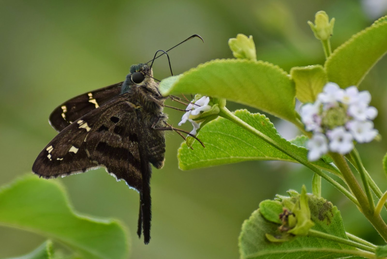 Field Notes and Photos: Long-tailed Skipper