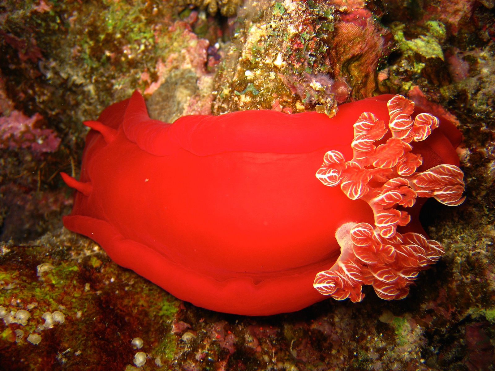 Real Monstrosities: Spanish Dancer