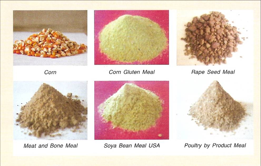 Efisiensi Pakan ikan | Trik sukses budidaya ikan
