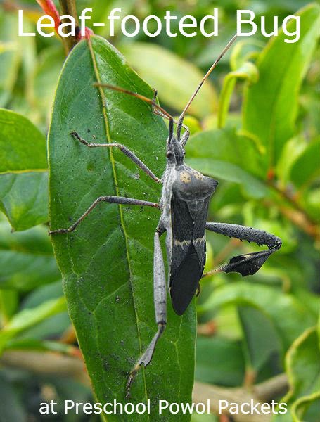 Backyard Bugs: Leaf-footed Bug | Preschool Powol Packets