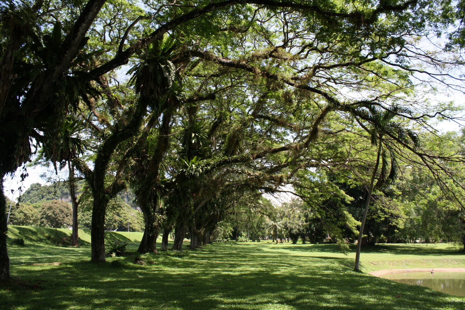 Images of Ipoh: Rain Tree Shelter