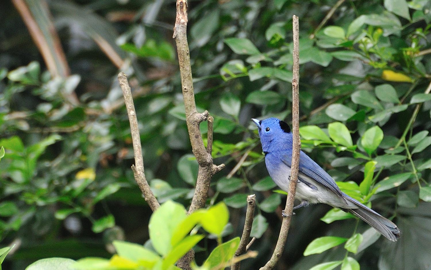 The Amazing Birds: Black-naped Monarch (黑枕王鶲), Hypothymis azurea