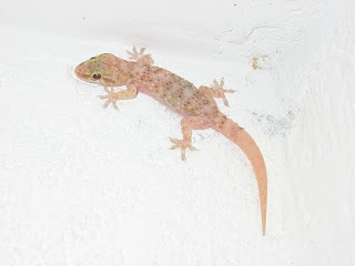 HabitantesDeLaCiudad: "El niño" la historia de un Tuteque.