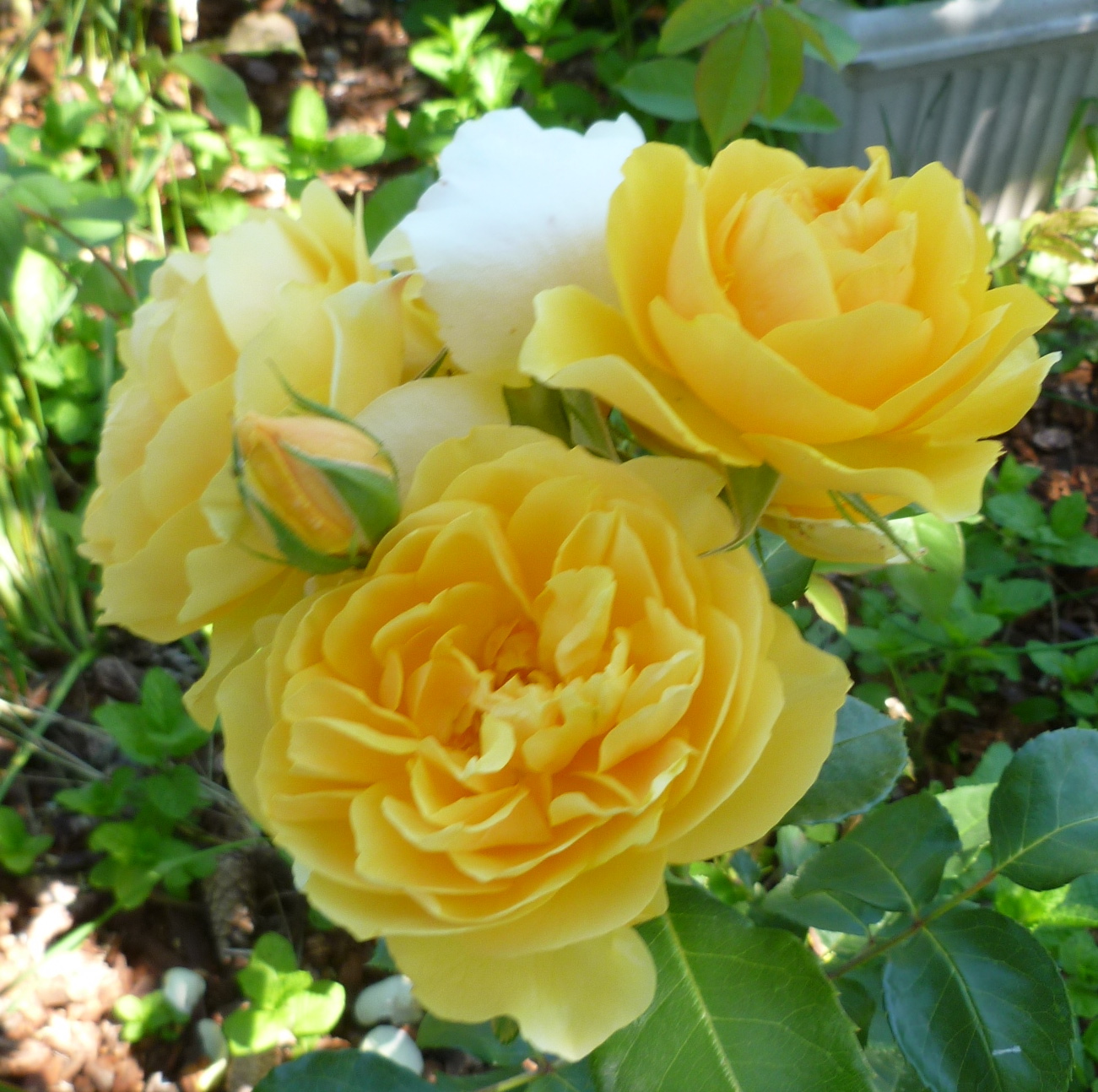 Daniel's Pacific NW Garden: Some more roses