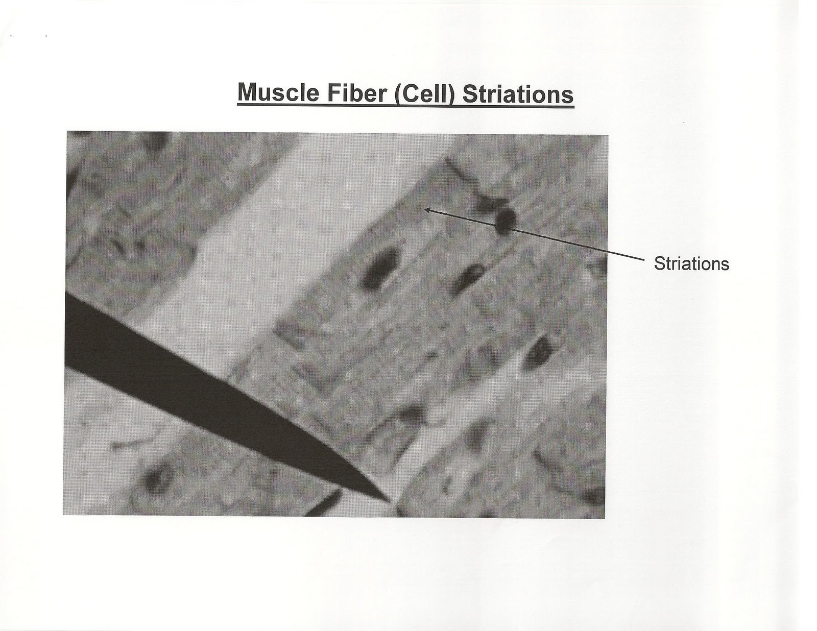 ANATOMY & PHYSIOLOGY I BIS 240: Muscle Fibers (Cell) Striations