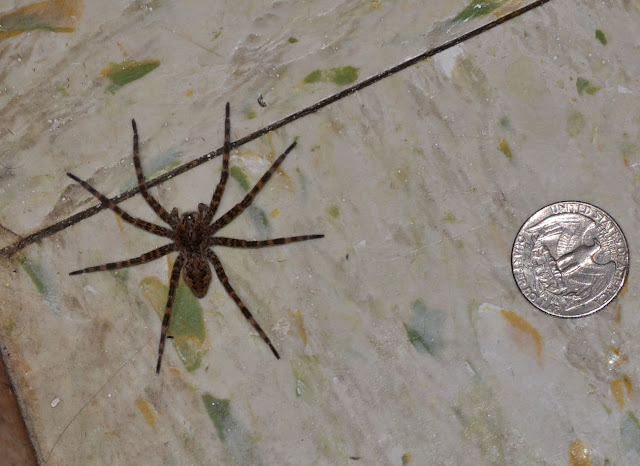 Woods Walks and Wildlife: Aaaaahhhh (Big Spider)