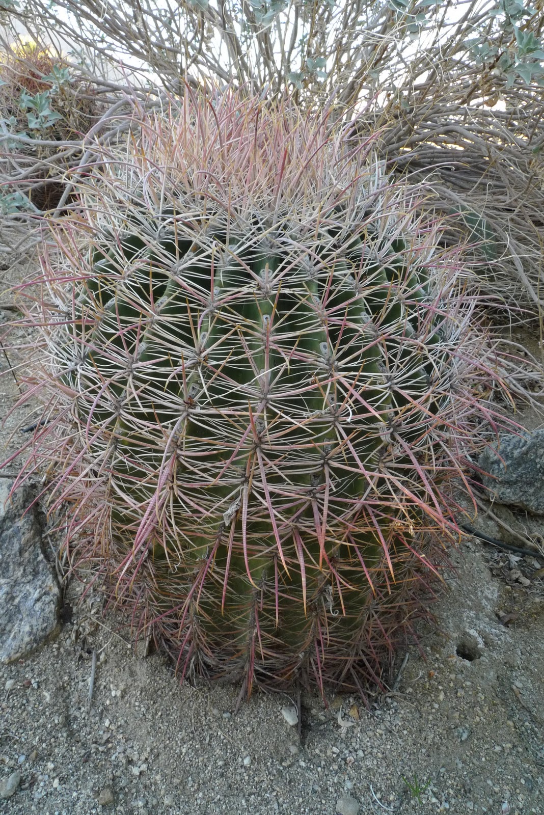 Wild Harvests: The Salton Sea