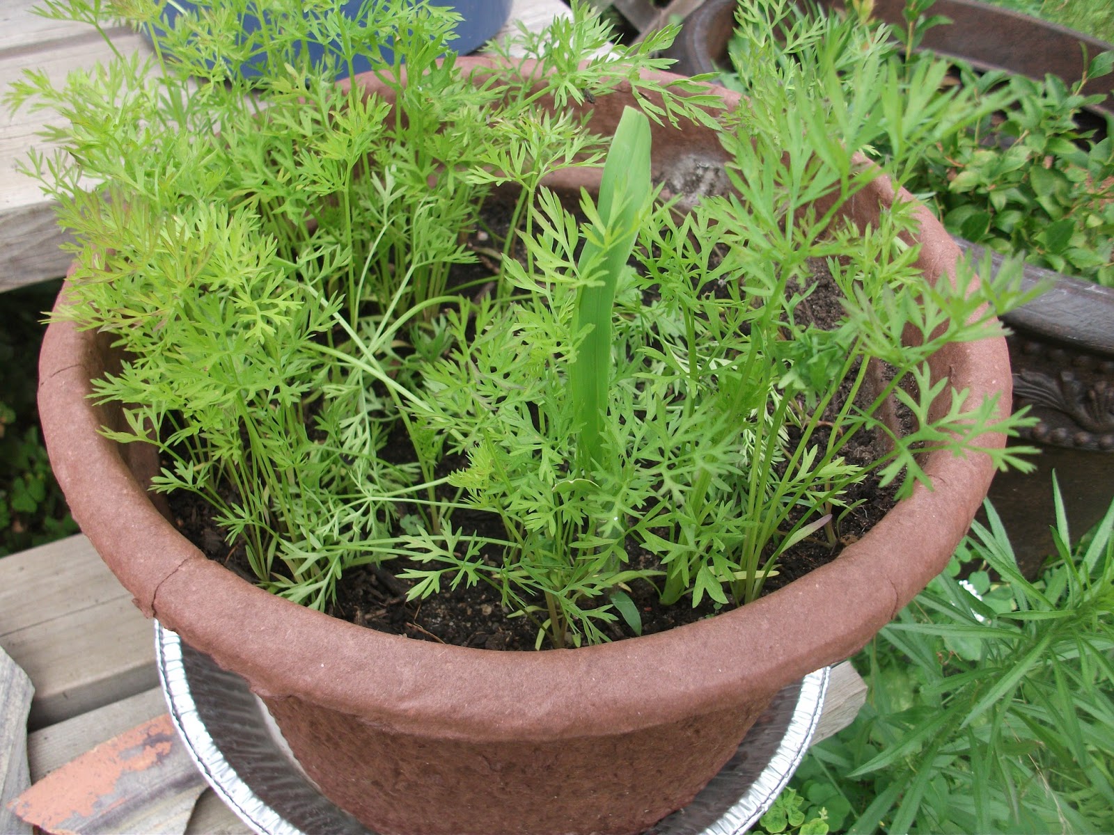 Cold Hands Warm Earth: Paris Market Atlas Carrots