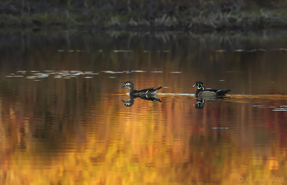 South Shore Birder: Wood Ducks, the Golden Hour and Fall Scenery