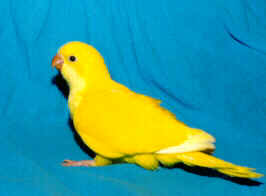 Hello Friends..!: yellow quaker parrot