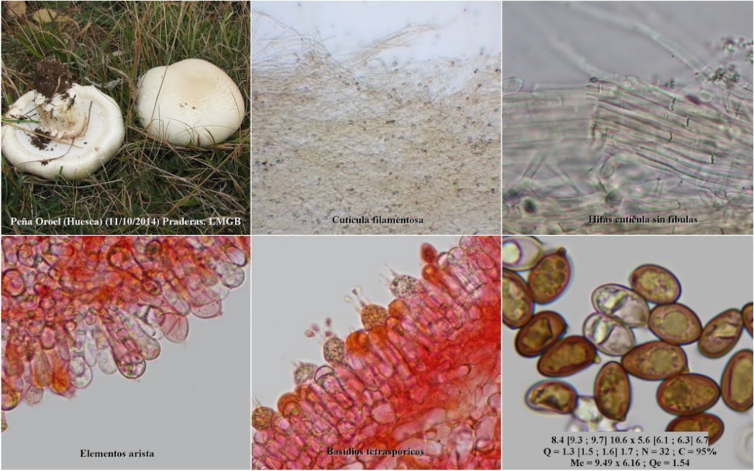 Microscopía de hongos. Vol 1 . A - C: Agaricus urinascens var urinascens