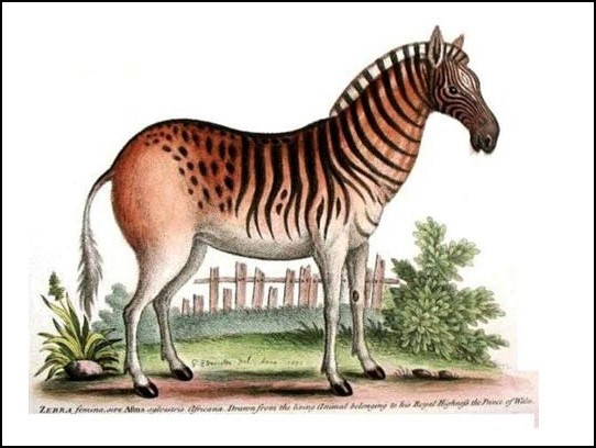 TIERRA SYLVANA: EL ROMPECABEZAS DEL ZEBRO (IV): EL ZEBRO TRAS SU ...