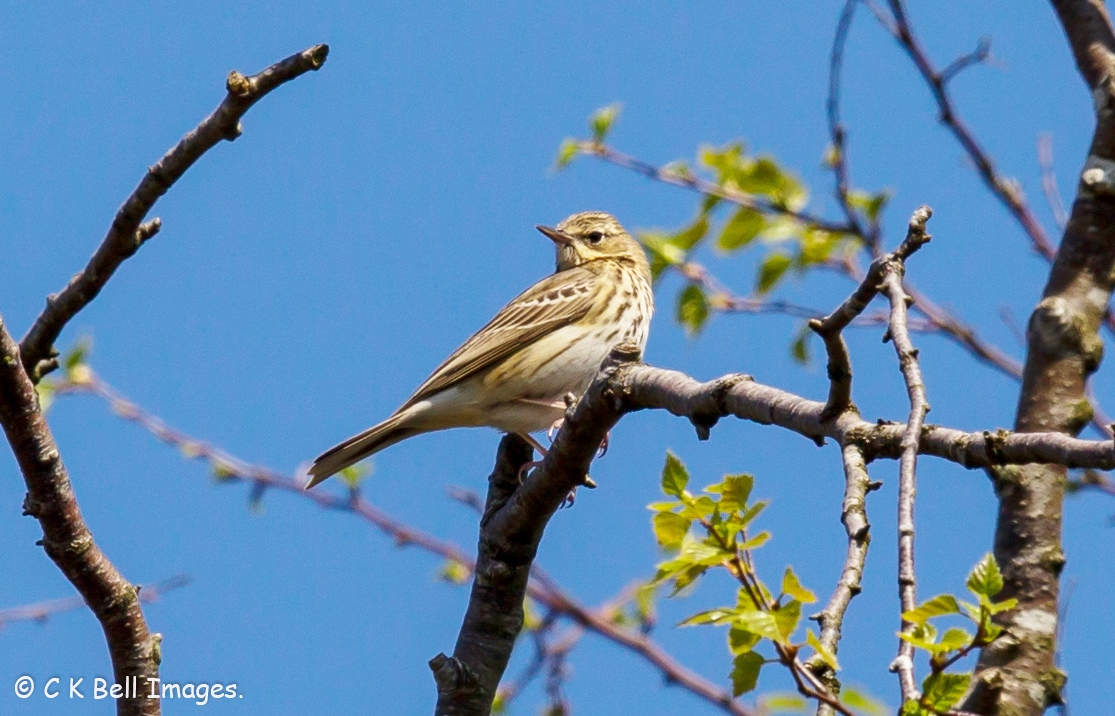 I Love Arnside and Silverdale: Tree Pipits arrive..