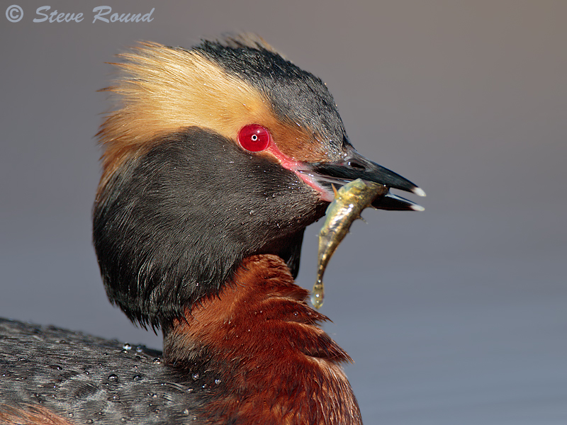 Steve Round Wildlife Photography: Iceland Trip - Slavonian Grebes